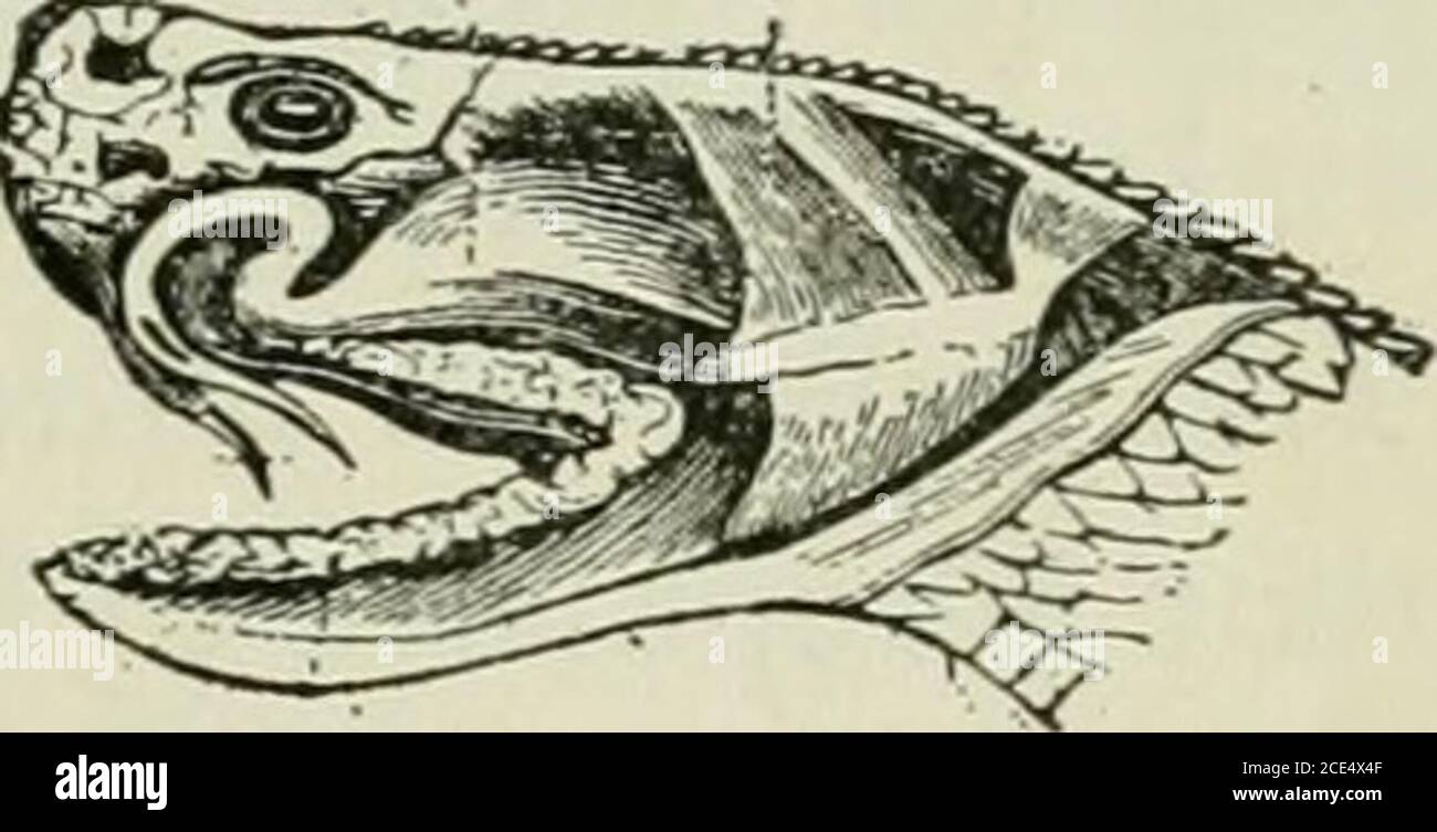 . Beginners' Zoology . Fig. 273^. —Side View,showing poison fangs ...