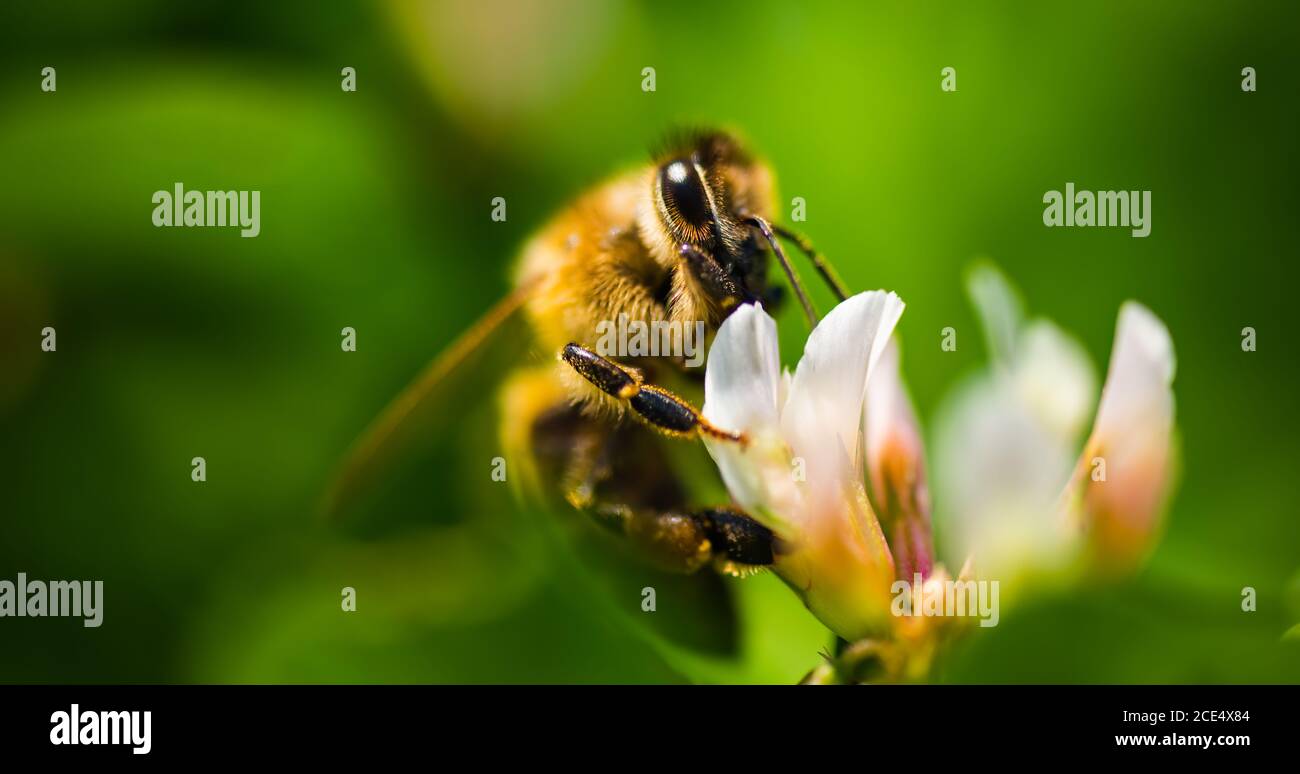 Close up of honey bee on the clover flower in the green field. Green ...