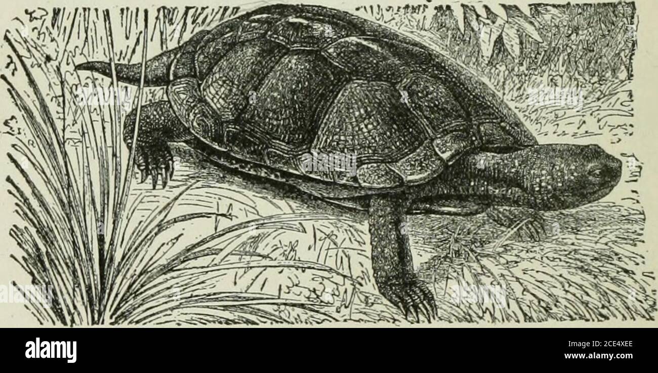 Study turtle shells hi-res stock photography and images - Alamy