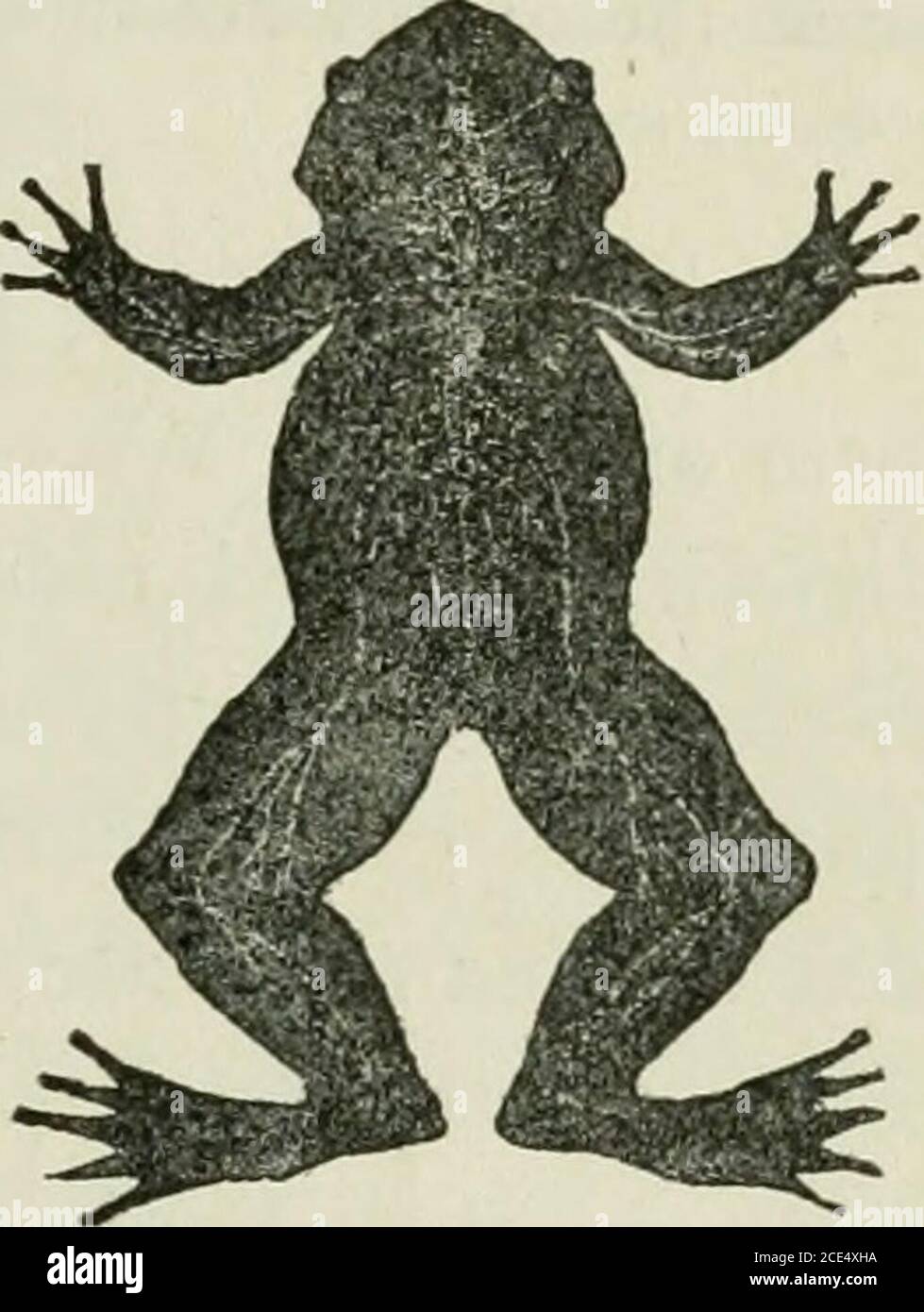 . Beginners' Zoology . Fig. 259.—Brain of Frog. Fig. 260. — Nervous ...