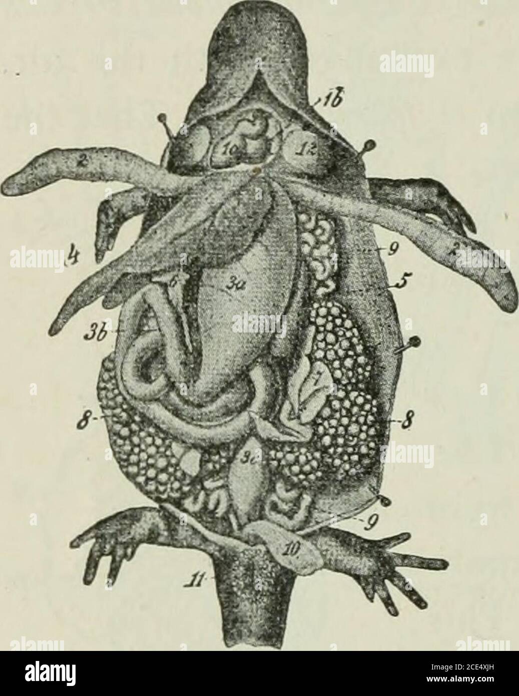 . Beginners' Zoology . irst bend of the intestines (Fig. 255).What is ...
