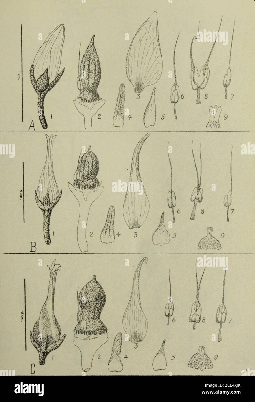 . The Gardens' bulletin; Straits Settlements . A. Anisoptera costata ...