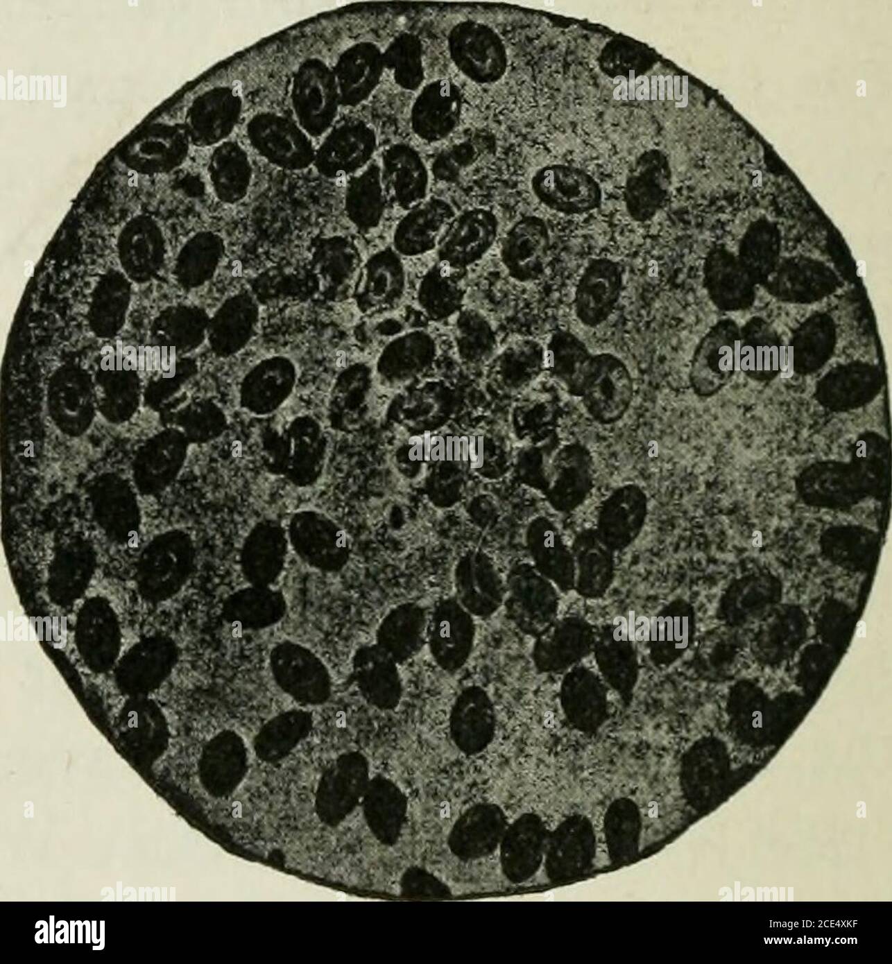 . Beginners' Zoology . Fig. 257.— Plan of Frogs Circulation. Venous ...