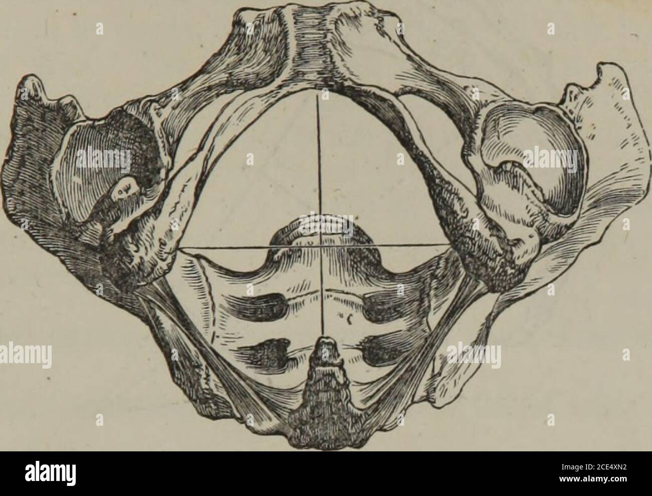 Pelvis series hi-res stock photography and images - Alamy