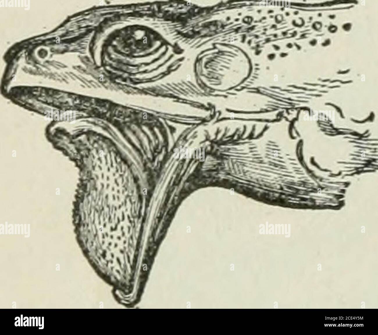 . Beginners' Zoology . That the teeth are oflittle service is shown by ...