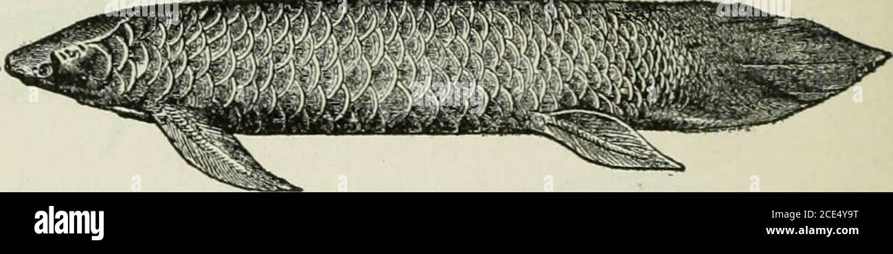 . Beginners' Zoology . Fig. 240.—Sea-horse( Hippocampus),with incubat ...