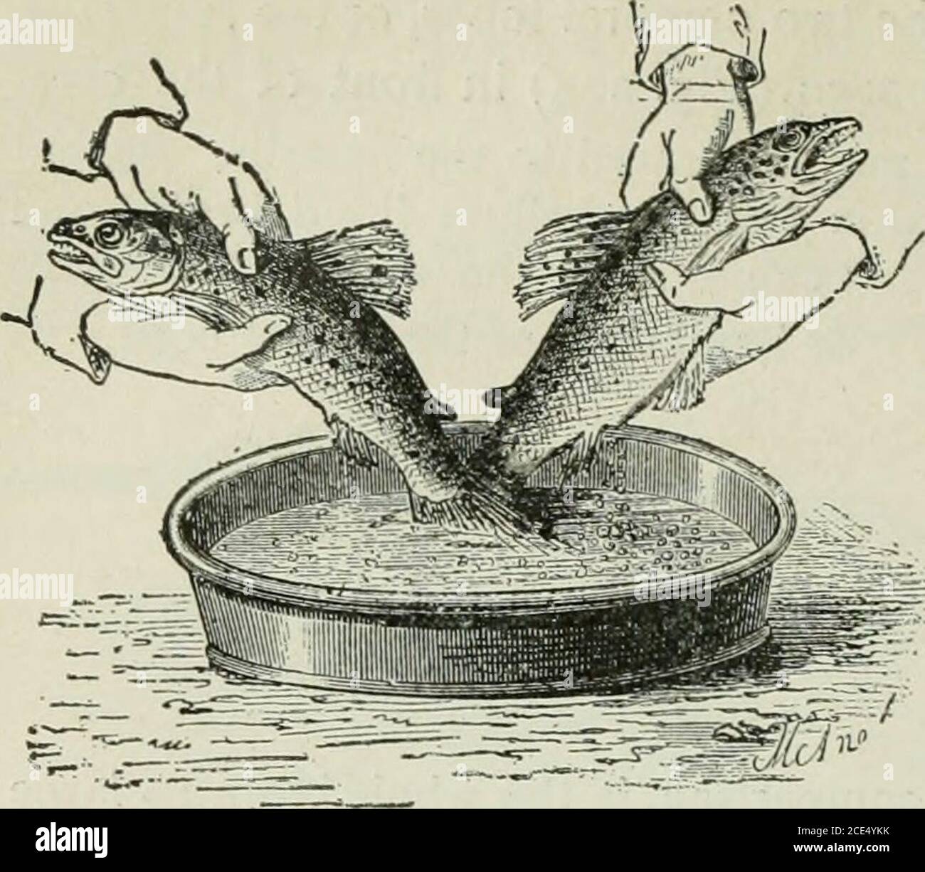 Fecundation of the fish eggs hi-res stock photography and images - Alamy