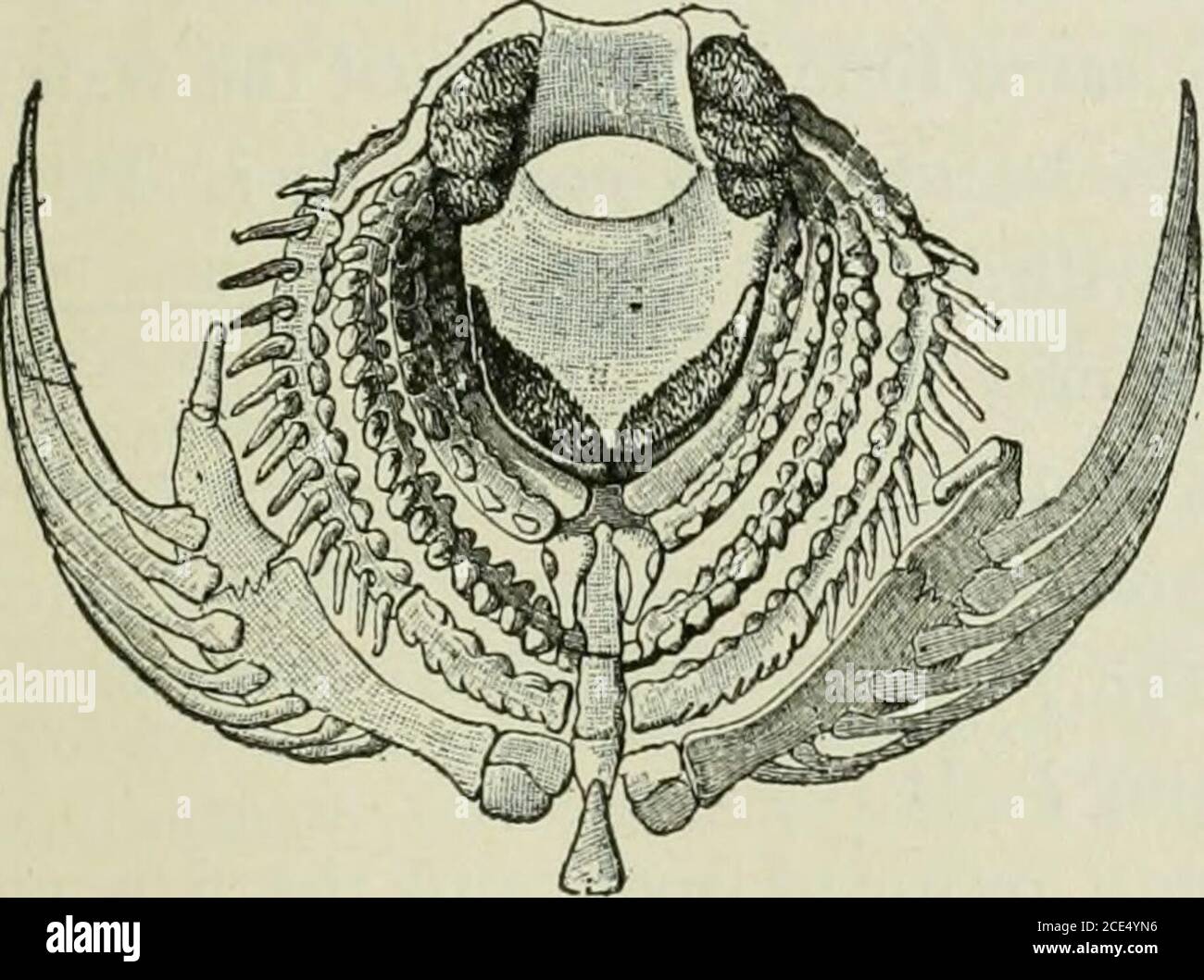 Gill filaments hi-res stock photography and images - Alamy