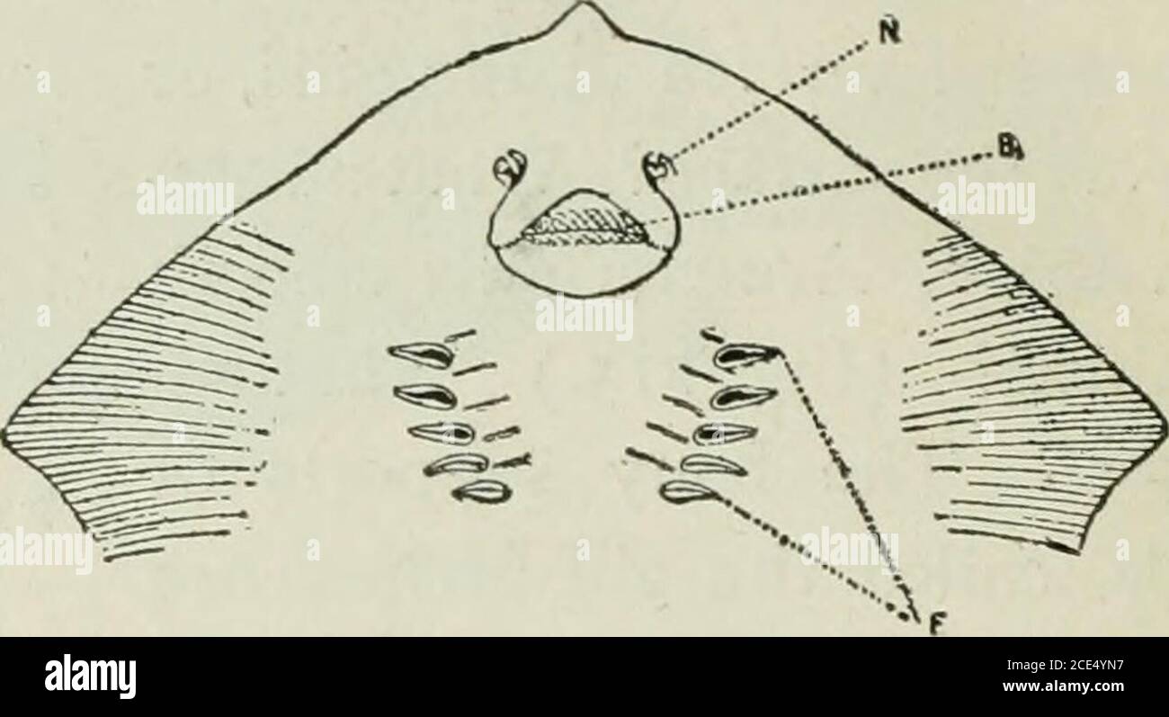 . Beginners' Zoology . Fig. 217.— CirculationIN Gills. Fig. 218 ...