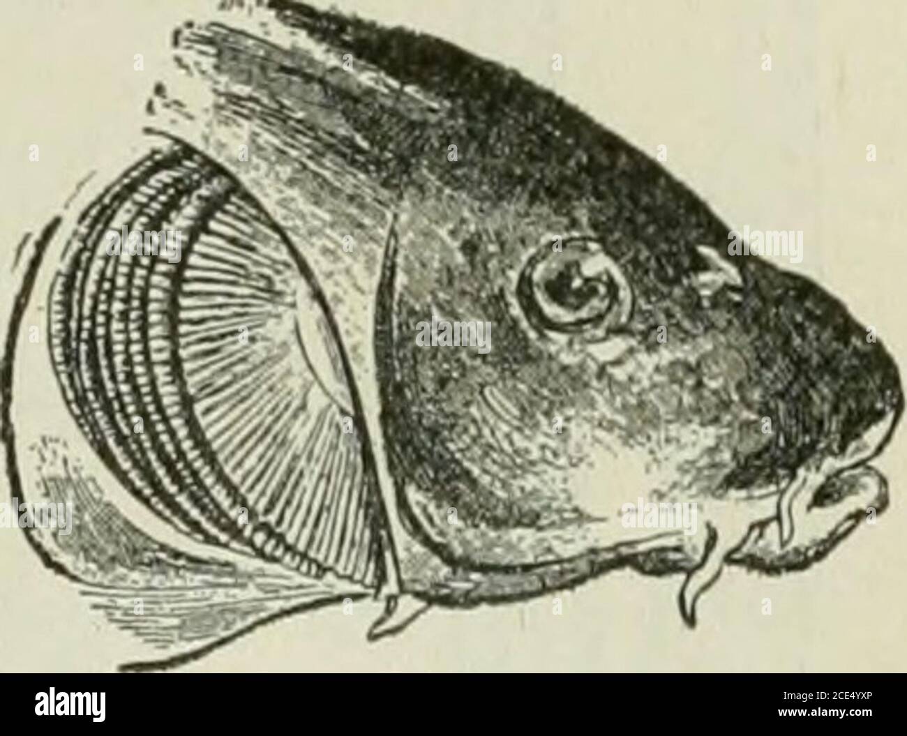 Gill covers hi-res stock photography and images - Alamy