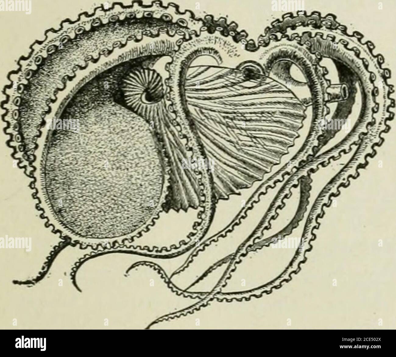 Female argonaut octopus hi-res stock photography and images - Alamy