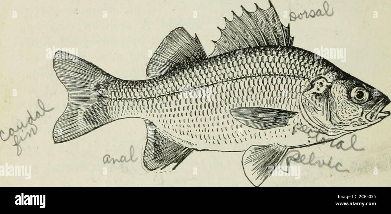 Laterally compressed tail hi-res stock photography and images - Alamy