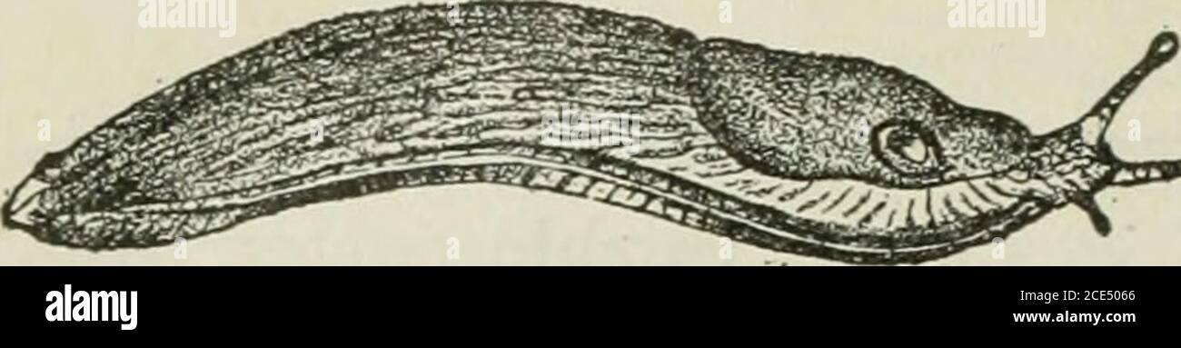 . Beginners' Zoology . Fig. 202.— A Snail. io6 BEGINNERS ZOOLOGY. out ...