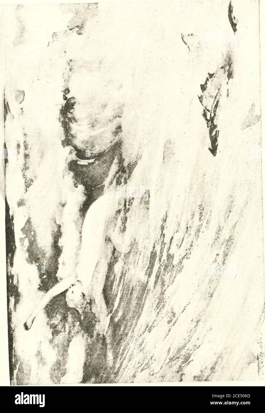 Painis hi-res stock photography and images - Alamy