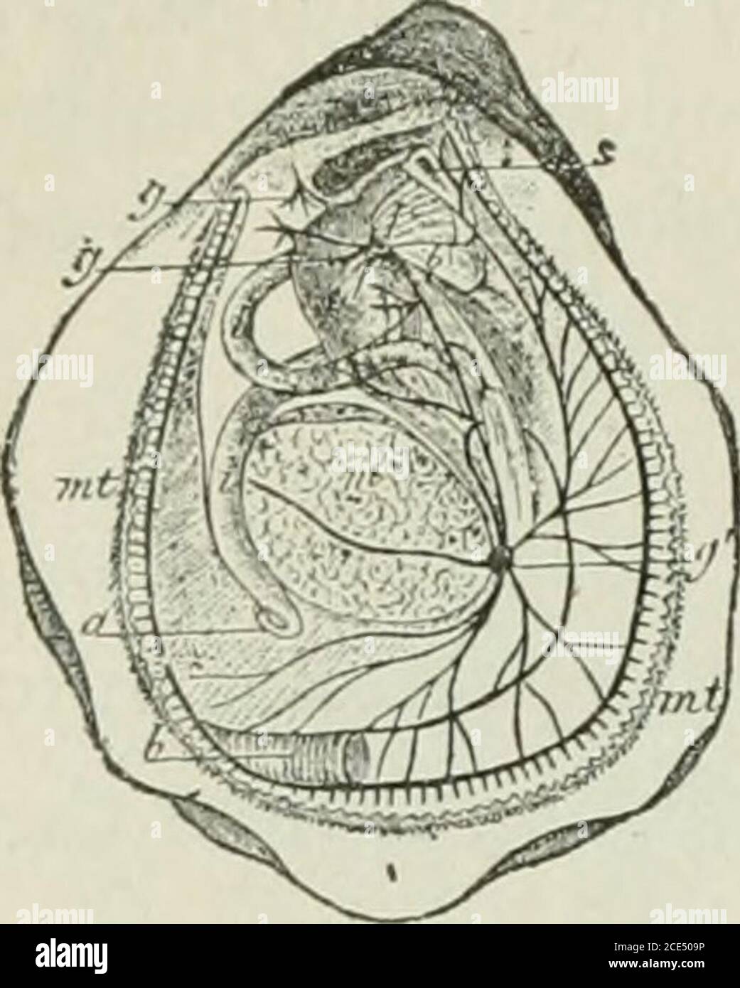 Fish gills diagram hi-res stock photography and images - Alamy