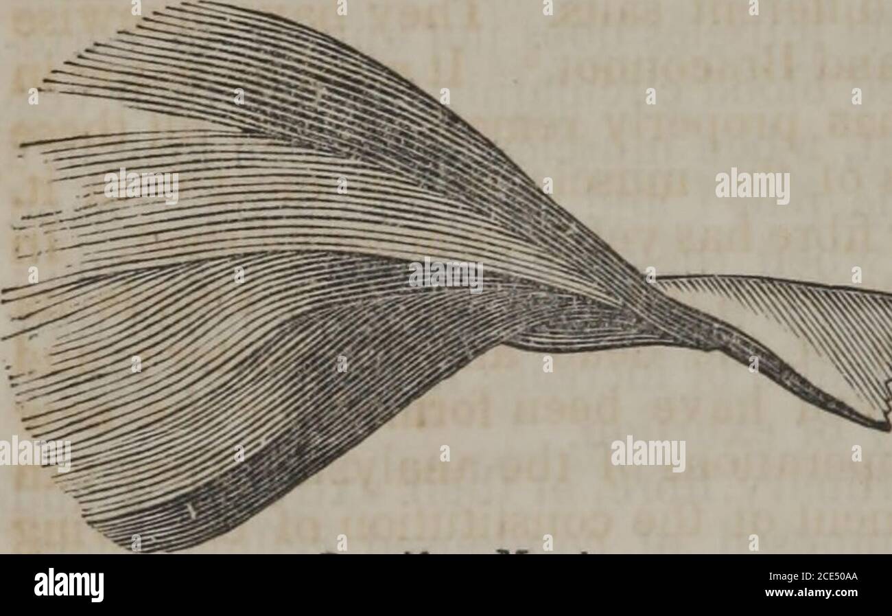 Penniform hi-res stock photography and images - Alamy