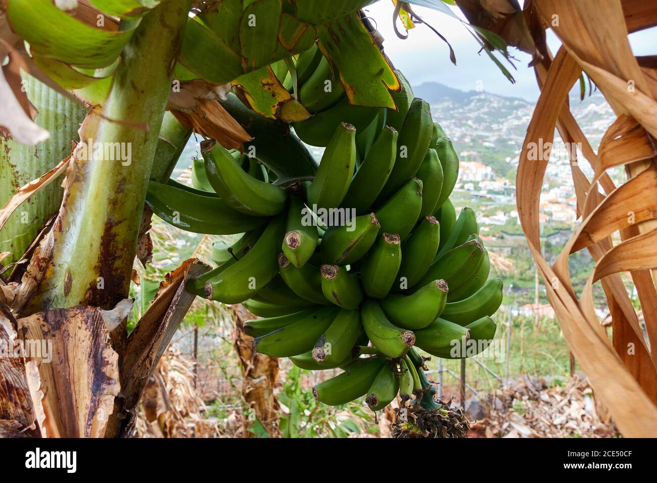 Bananas growing trees hi-res stock photography and images - Alamy