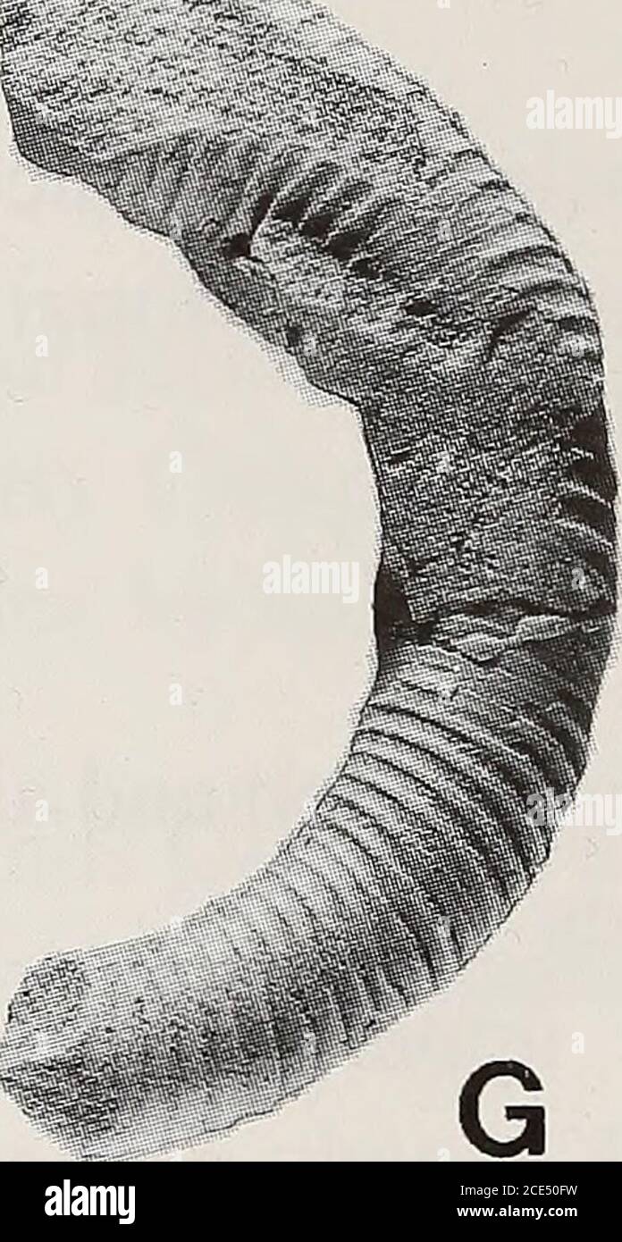 . Annals of the South African Museum = Annale van die Suid-Afrikaanse ...