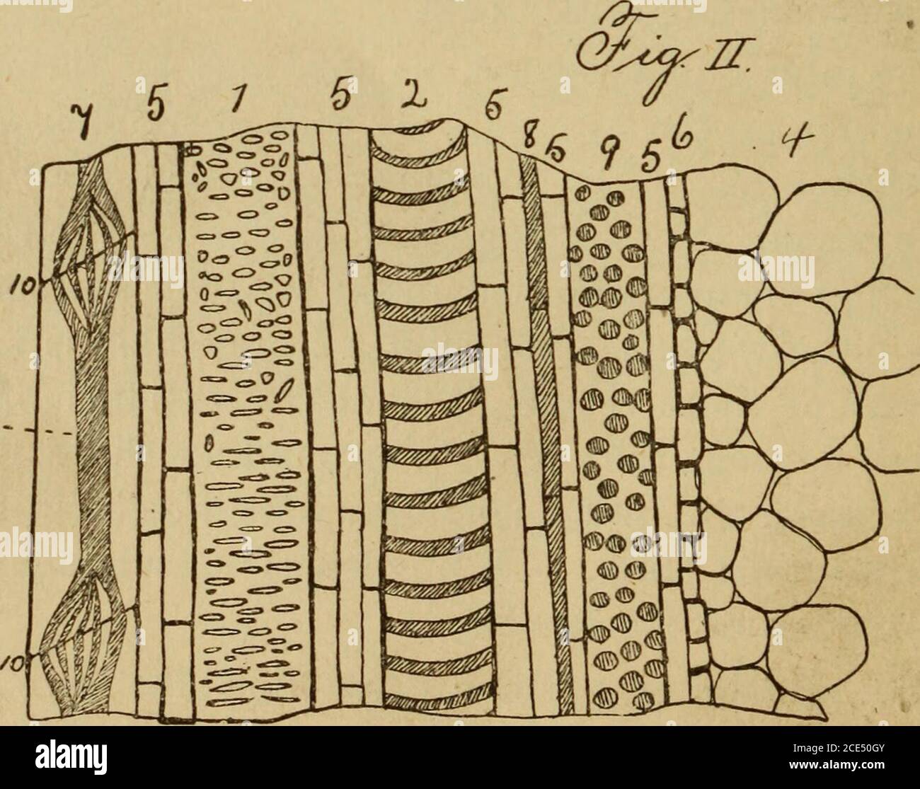 Xylem phloem vascular bundles hi-res stock photography and images - Alamy
