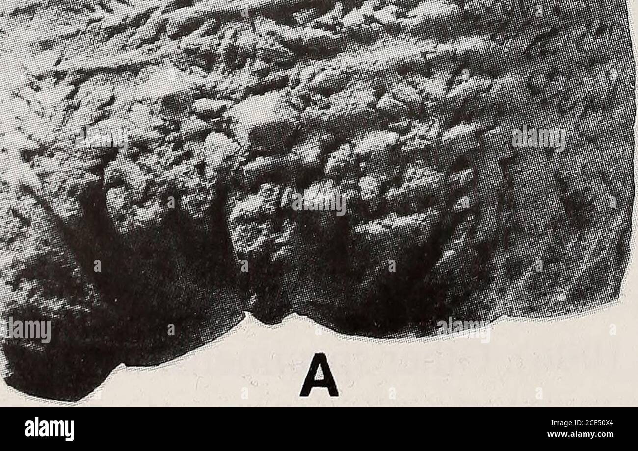 . Annals of the South African Museum = Annale van die Suid-Afrikaanse ...