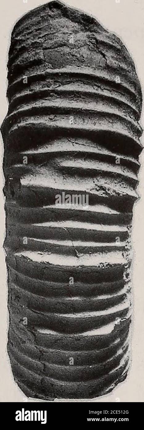 . Annals of the South African Museum = Annale van die Suid-Afrikaanse ...