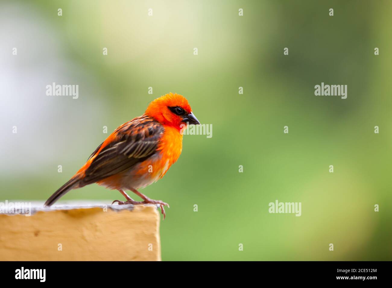Local bird hi-res stock photography and images - Alamy