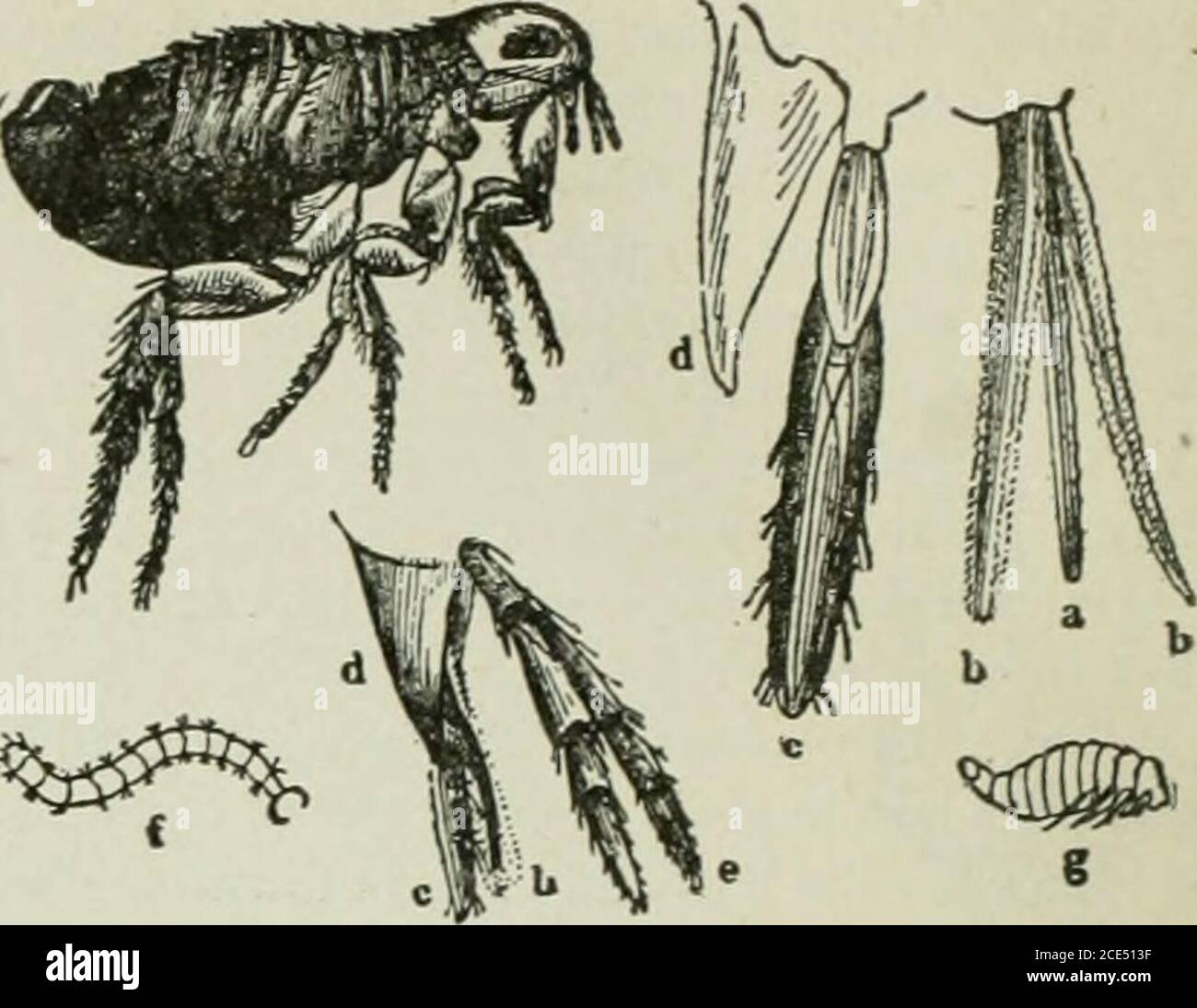 . Beginners' Zoology . %^^ Fig. 173. — Metamorphosis of flea. Fig. 172 ...