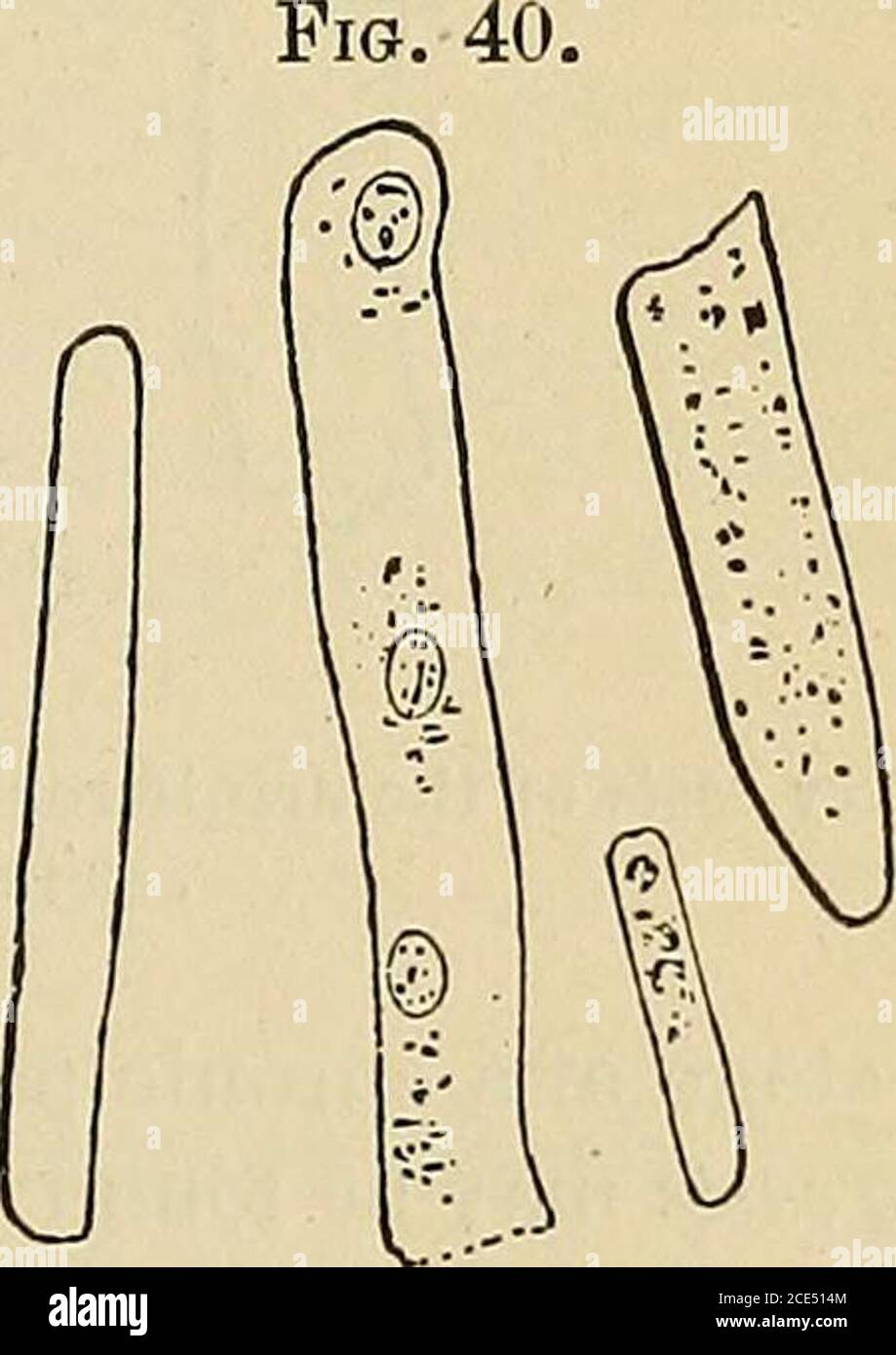. Essentials of diagnosis. Arranged in the form of questions and ...