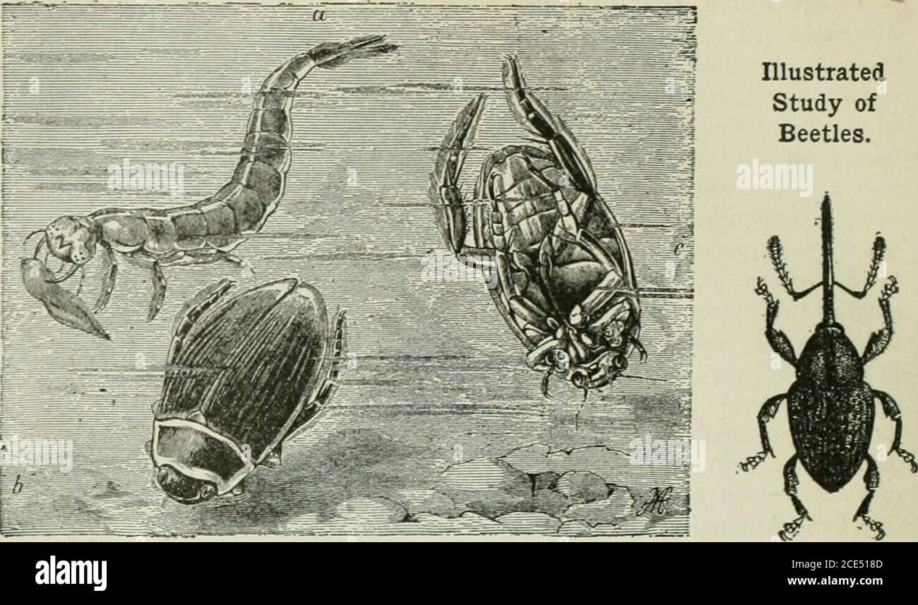 . Beginners' Zoology . Fig. 161. — Wasp using pebble. From Peckhams ...