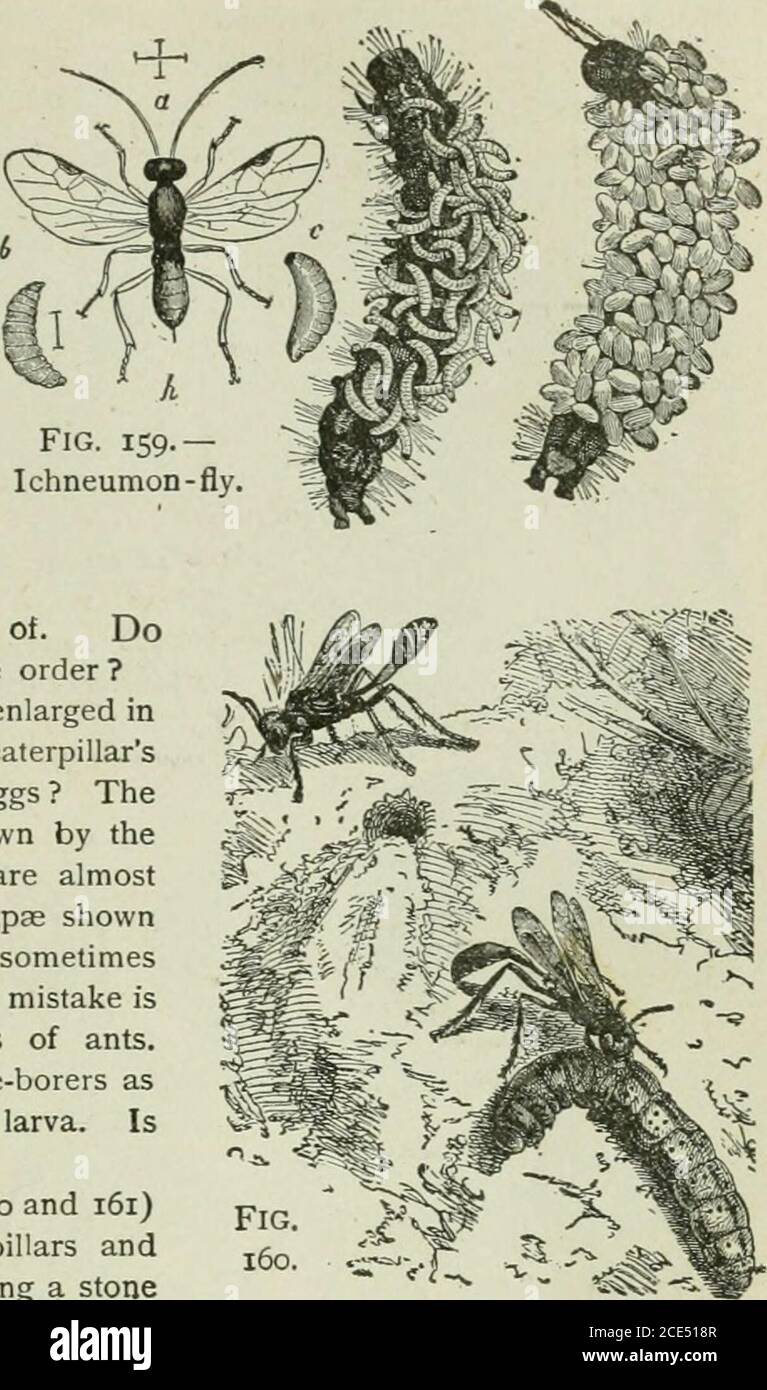 Socialinsects hi-res stock photography and images - Alamy