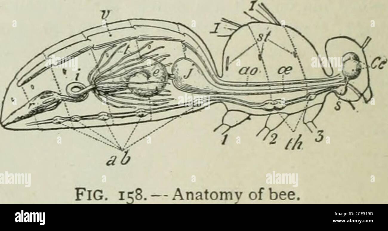 . Beginners' Zoology . Anatomv of bee. Figs. 149-161. IllustratedStudy ...