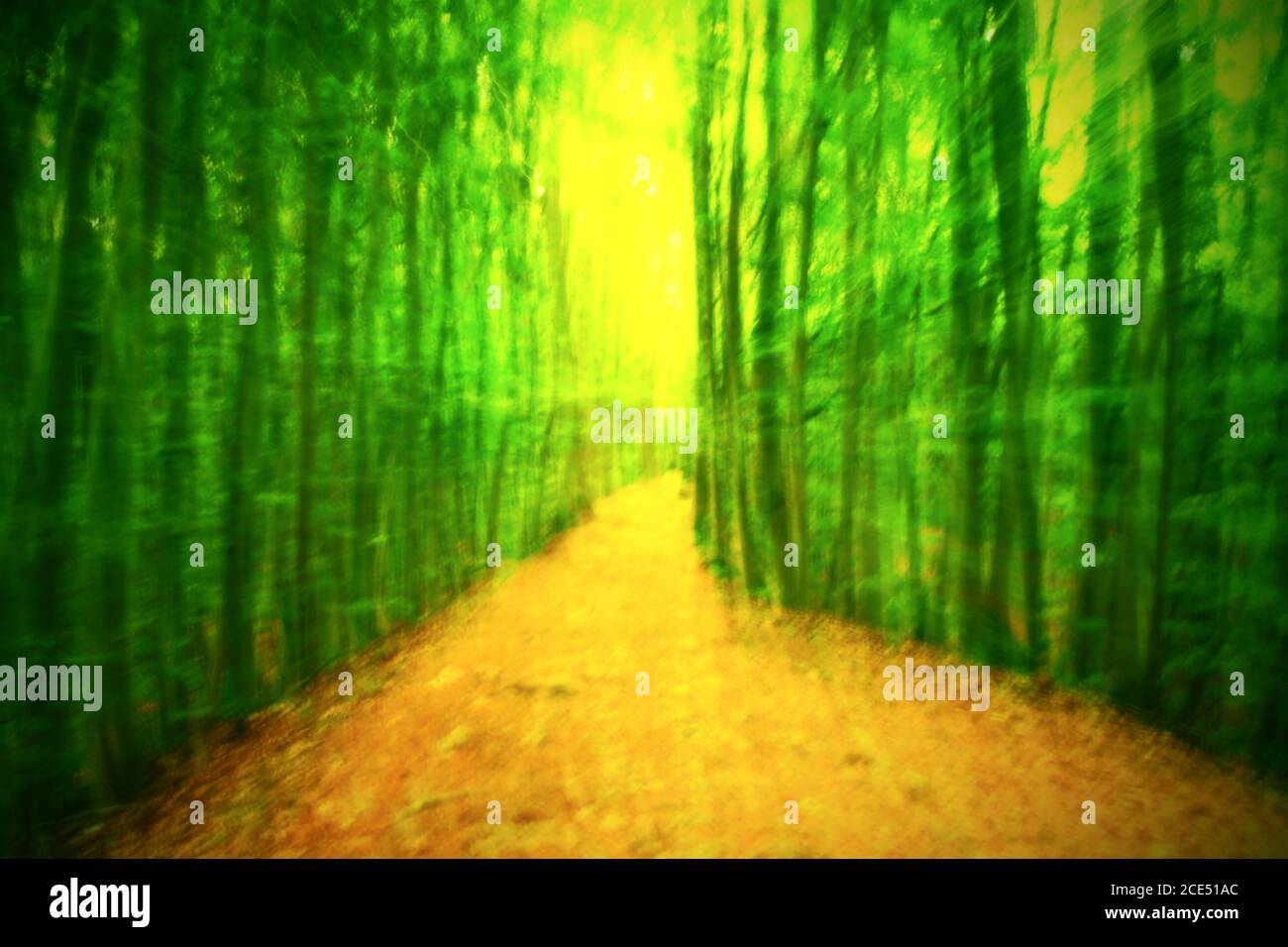 Defocused forest for background. Blurred and de focused fresh green ...