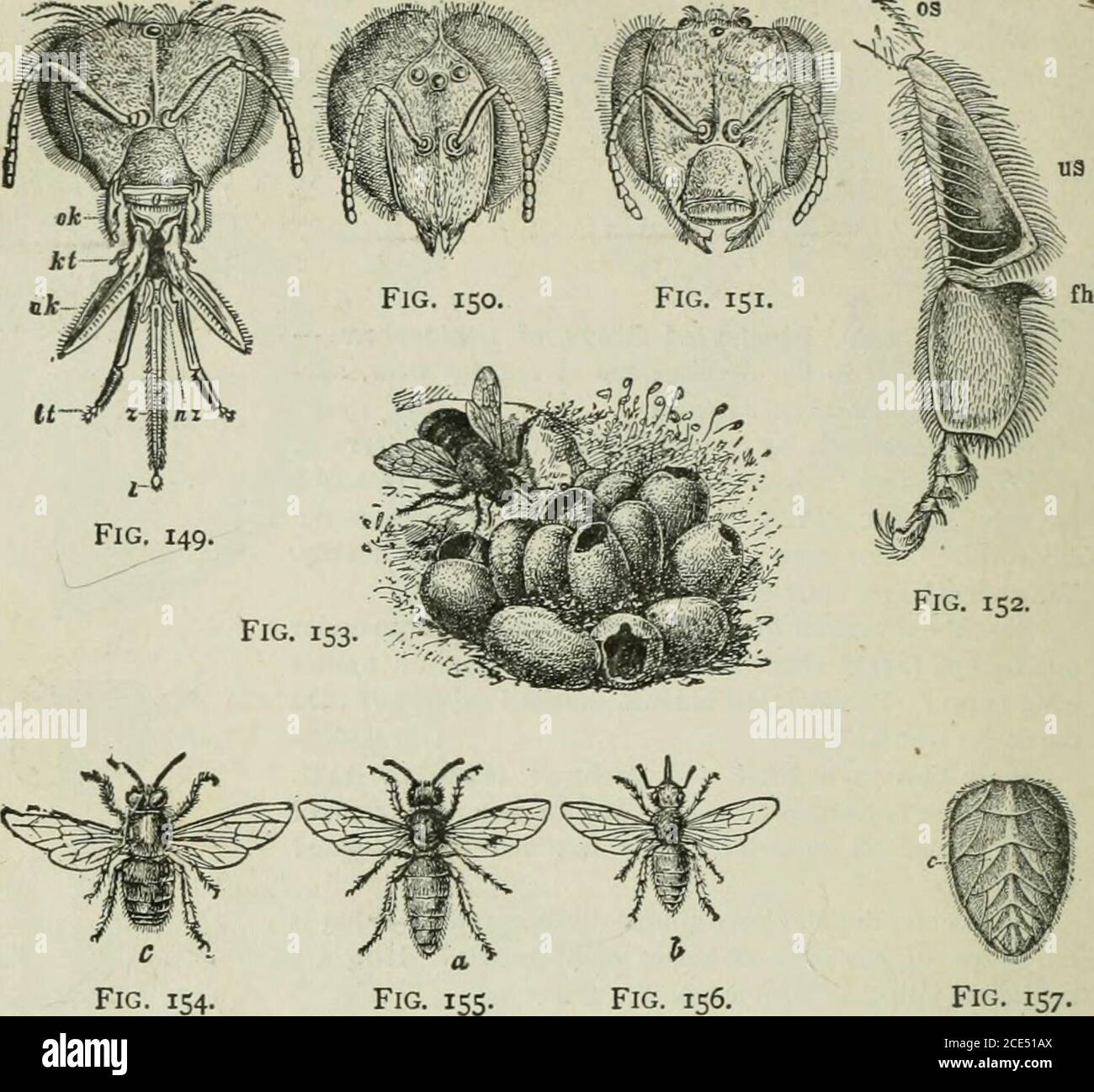 . Beginners' Zoology . Fig. 147. —SectionOF Proboscis ofbutterfly ...