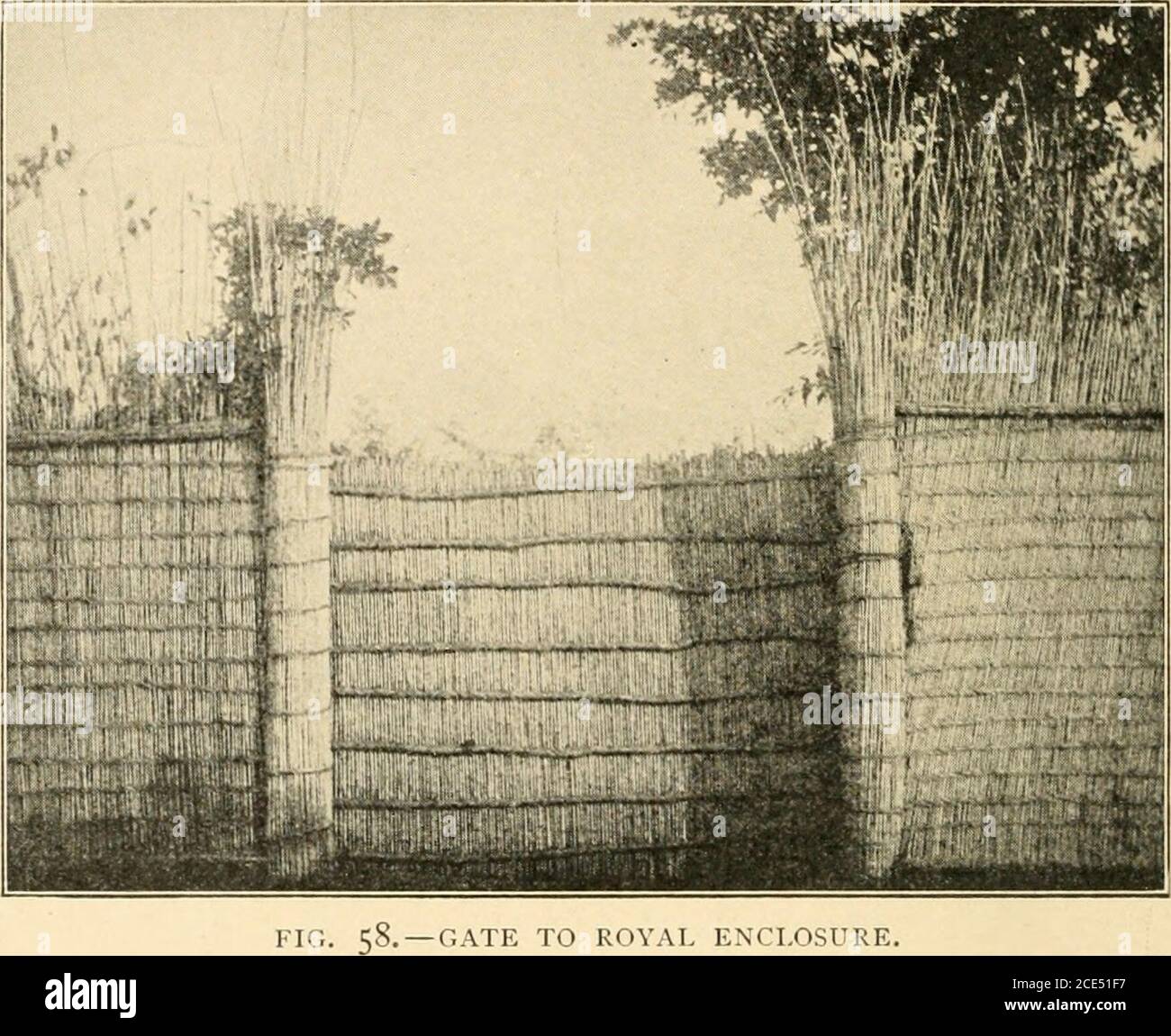 Elephant tied with tree hi-res stock photography and images - Alamy