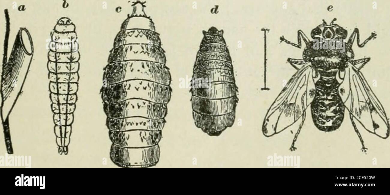 Horse Bot Fly Larvae