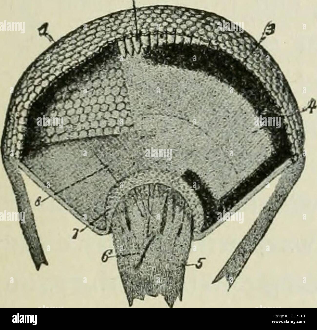 . Beginners' Zoology . Inherited Habit, or Instinct. — Insects and ...