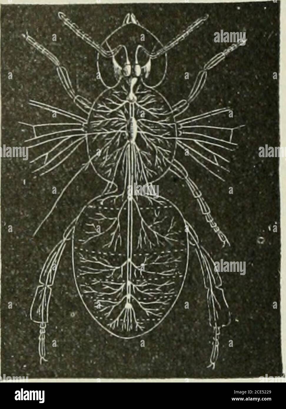. Beginners' Zoology . Fig. 131. — Position of Insects Heart,food tube ...