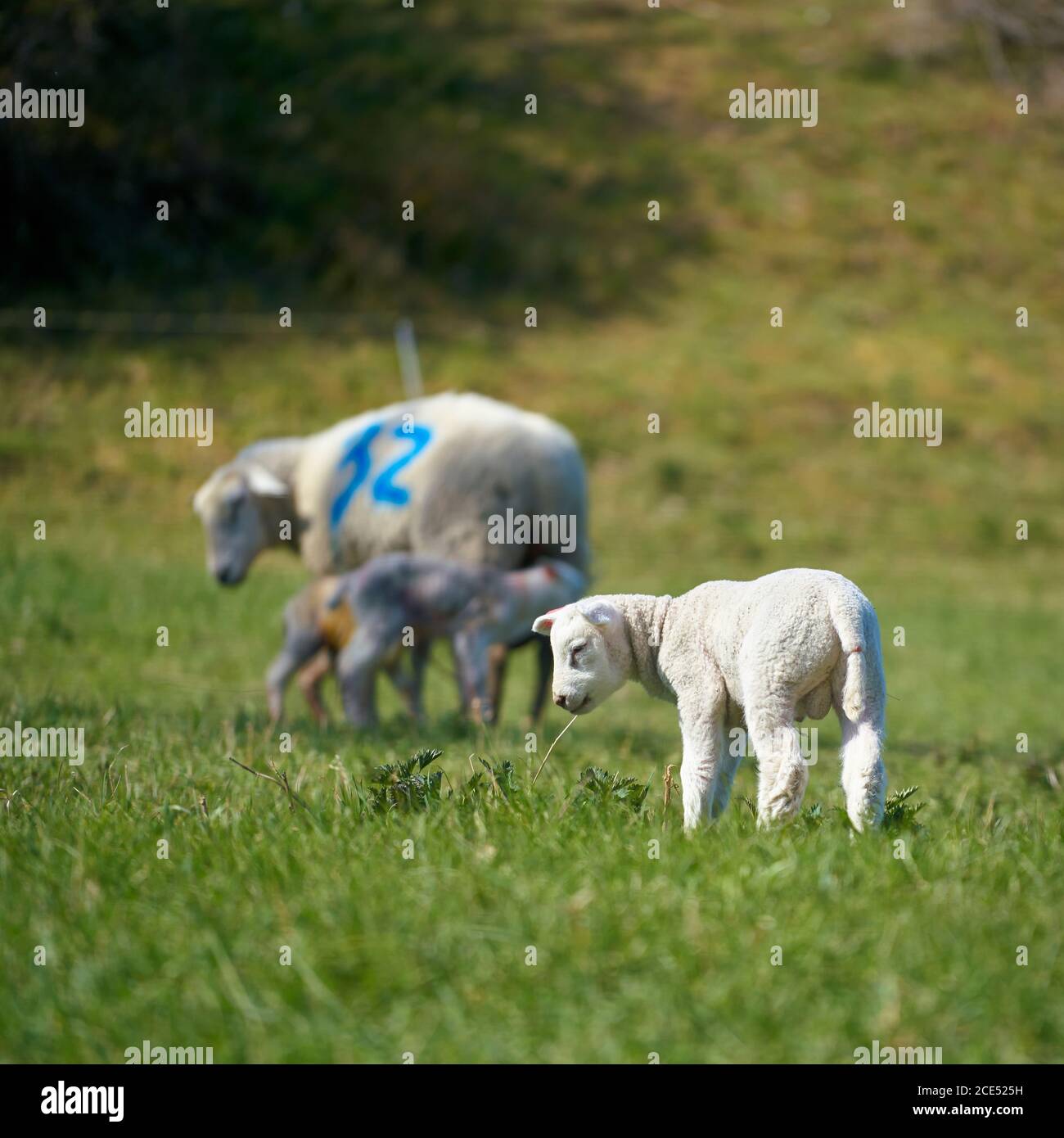 Newborn lamb hi-res stock photography and images - Alamy