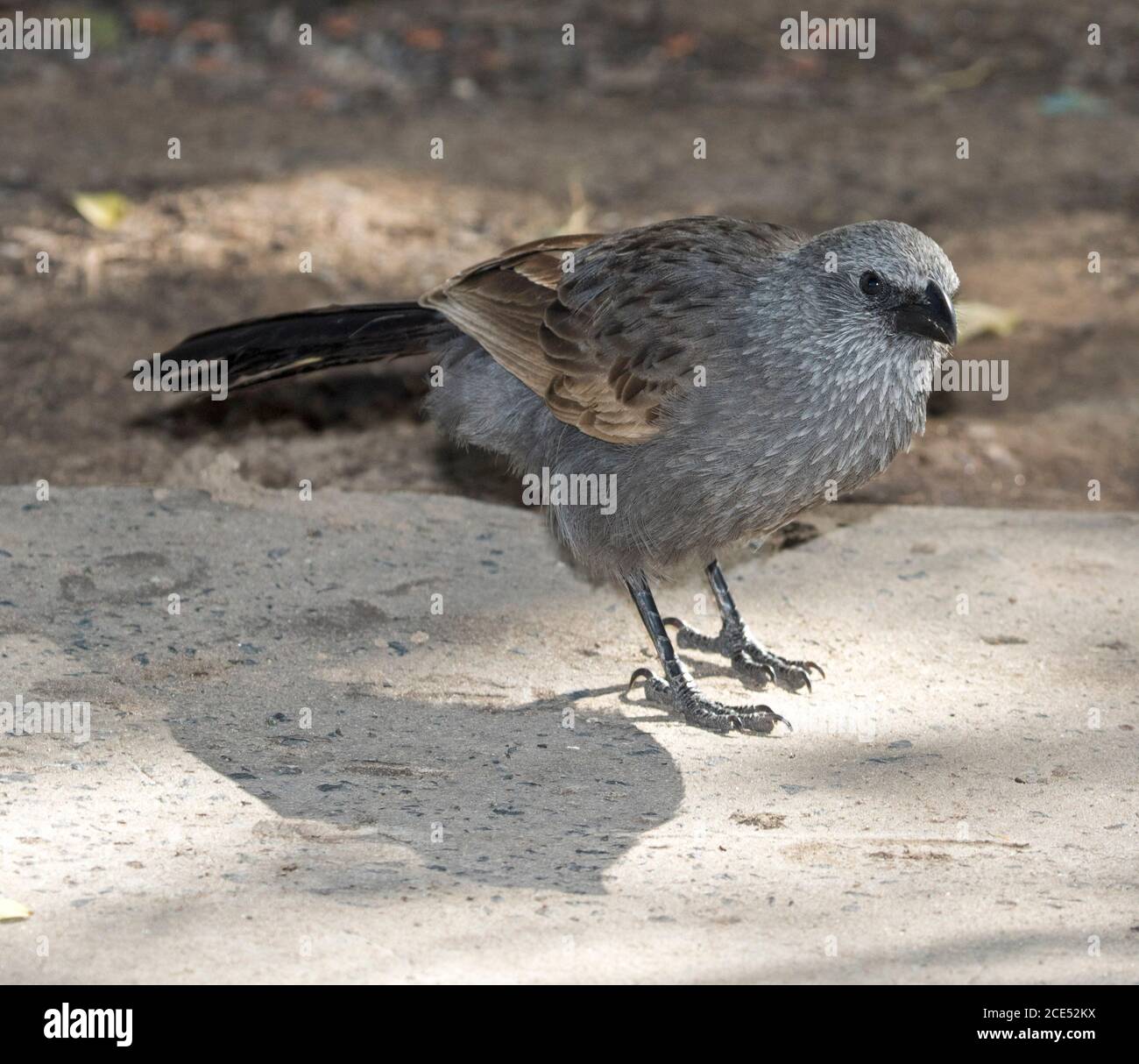 Apostle birds struthidea cinerea hi-res stock photography and images ...