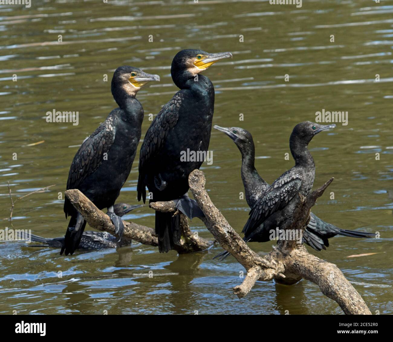 Australian great cormorant hi-res stock photography and images - Alamy