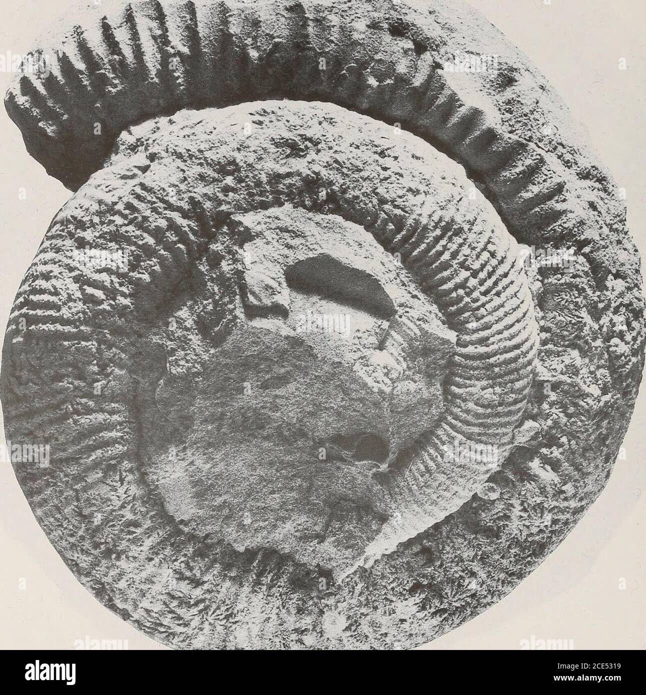 . Annals of the South African Museum = Annale van die Suid-Afrikaanse ...