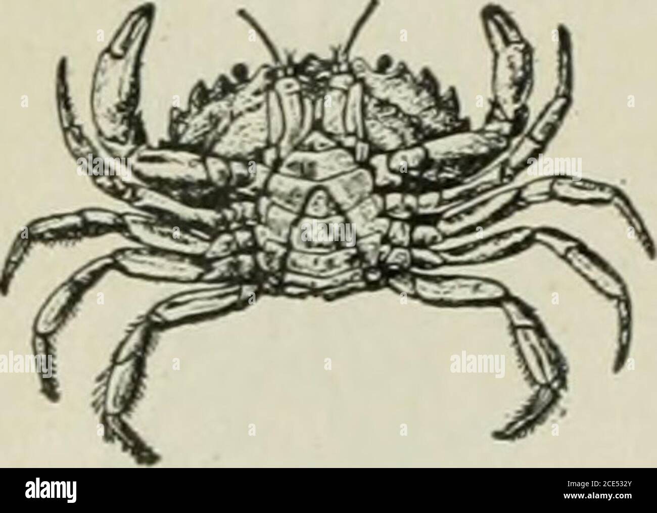 Crab blood vessels hi-res stock photography and images - Alamy