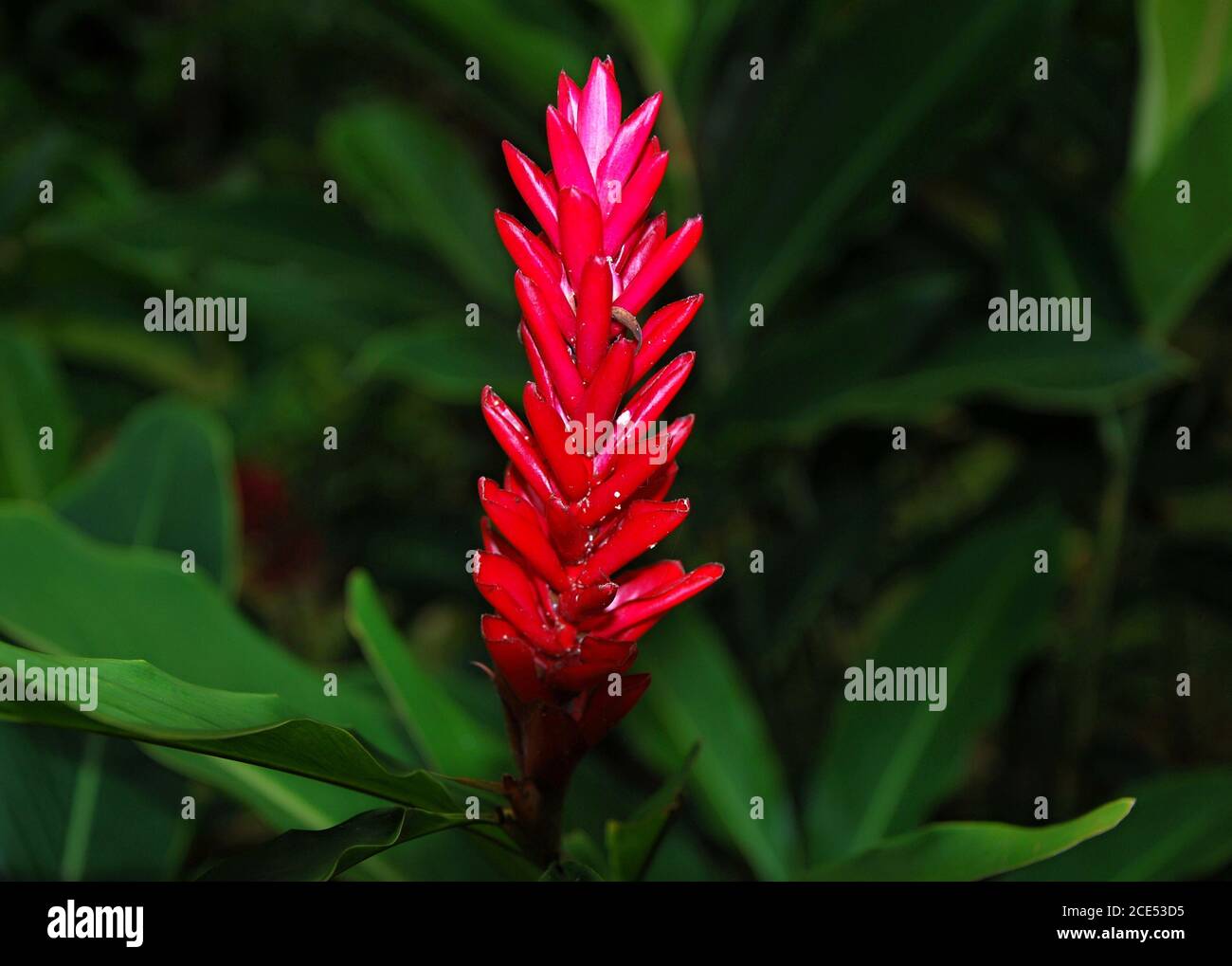 El Yunque Rain Forest Stock Photo - Alamy