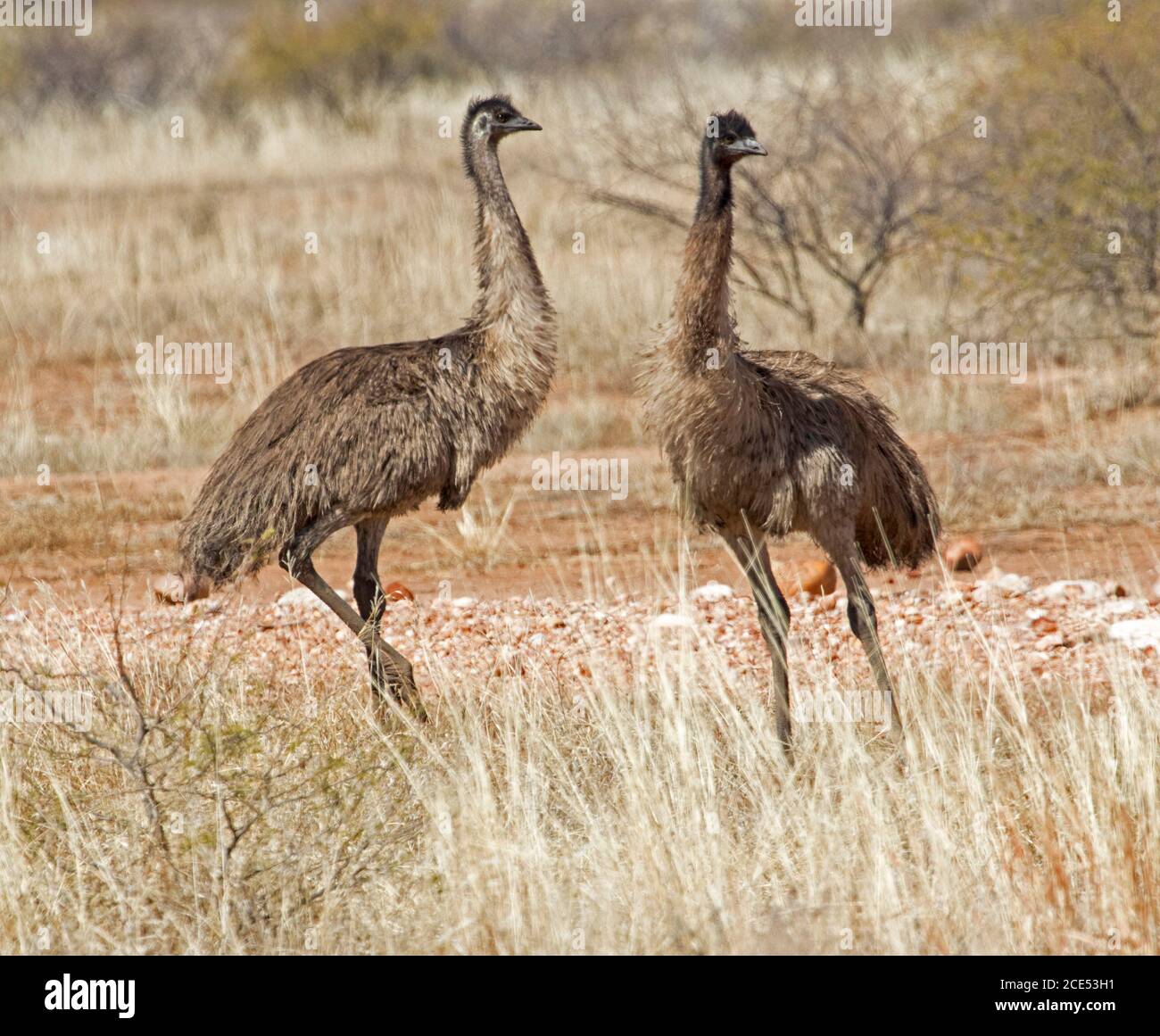 Emu dromaius novaehollandiae pair hi-res stock photography and images ...