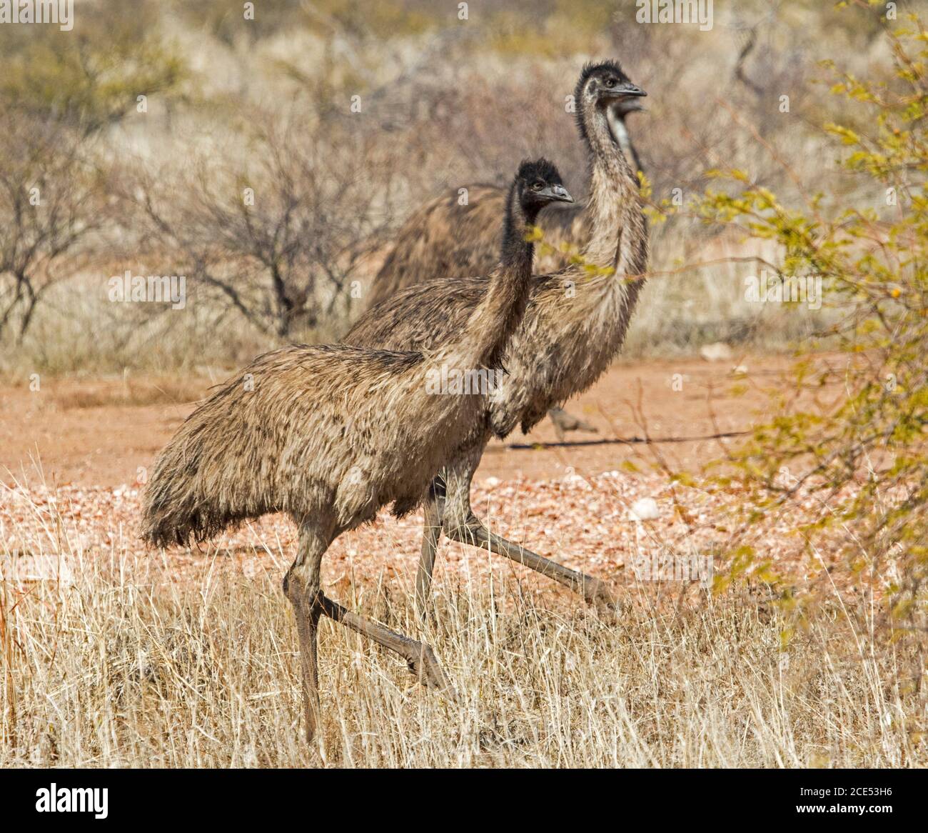 Two emus, Dromaius novaehollandiae, strolling through long dry grasses ...
