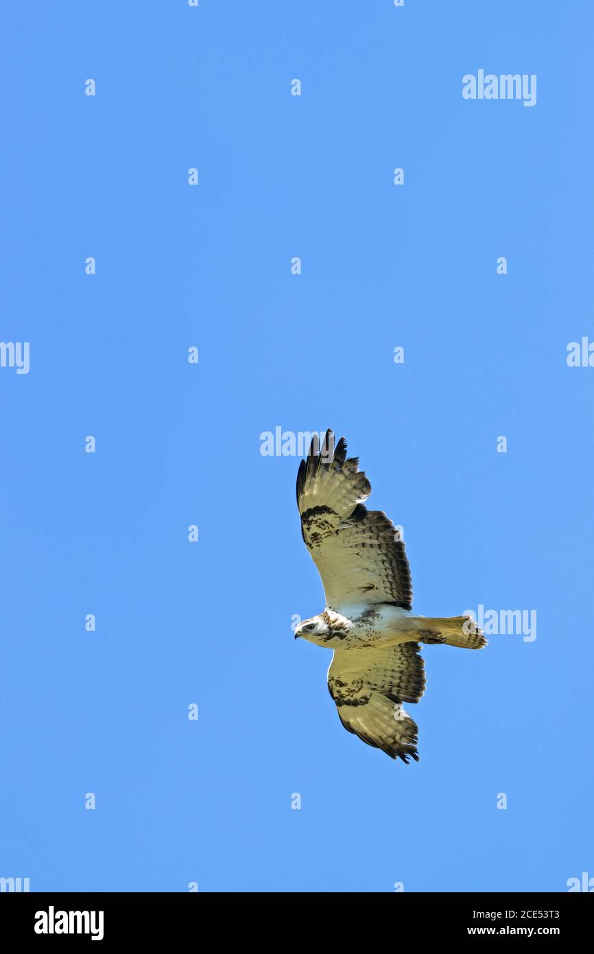 Common Buzzard in flight Stock Photo - Alamy
