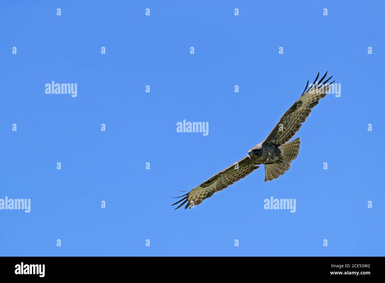 Common Buzzard in flight Stock Photo - Alamy