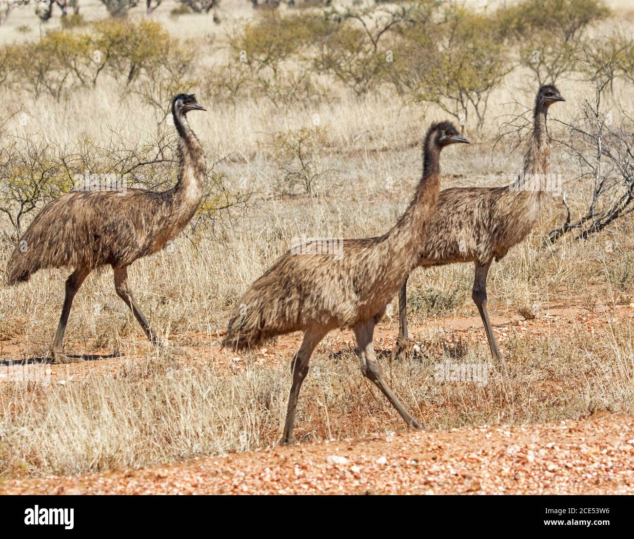 Group of three emus, Dromaius novaehollandiae, strolling through long ...