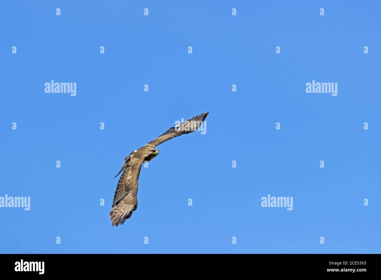 Common buzzard in flight hi-res stock photography and images - Alamy