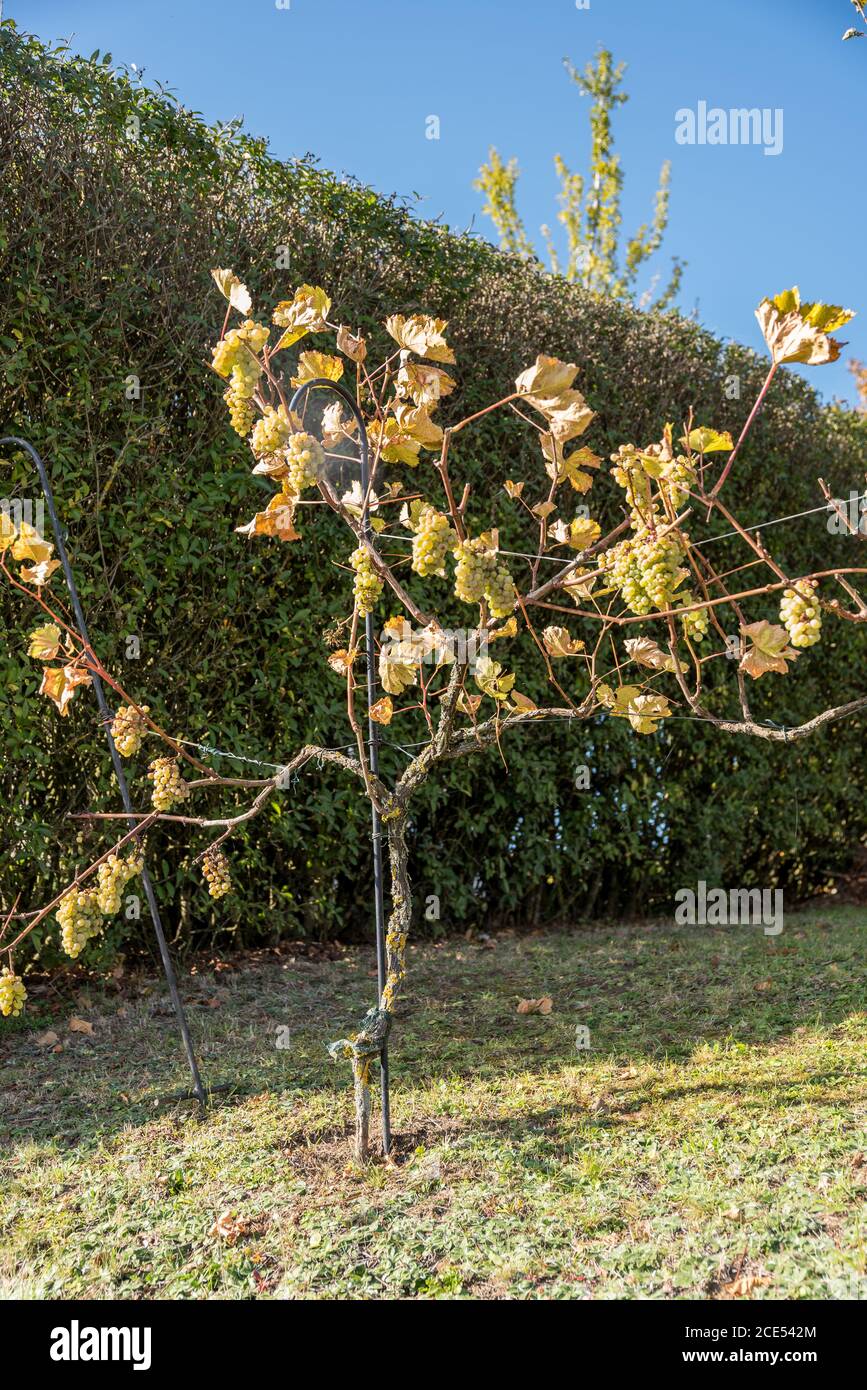 Glow vine hi-res stock photography and images - Alamy